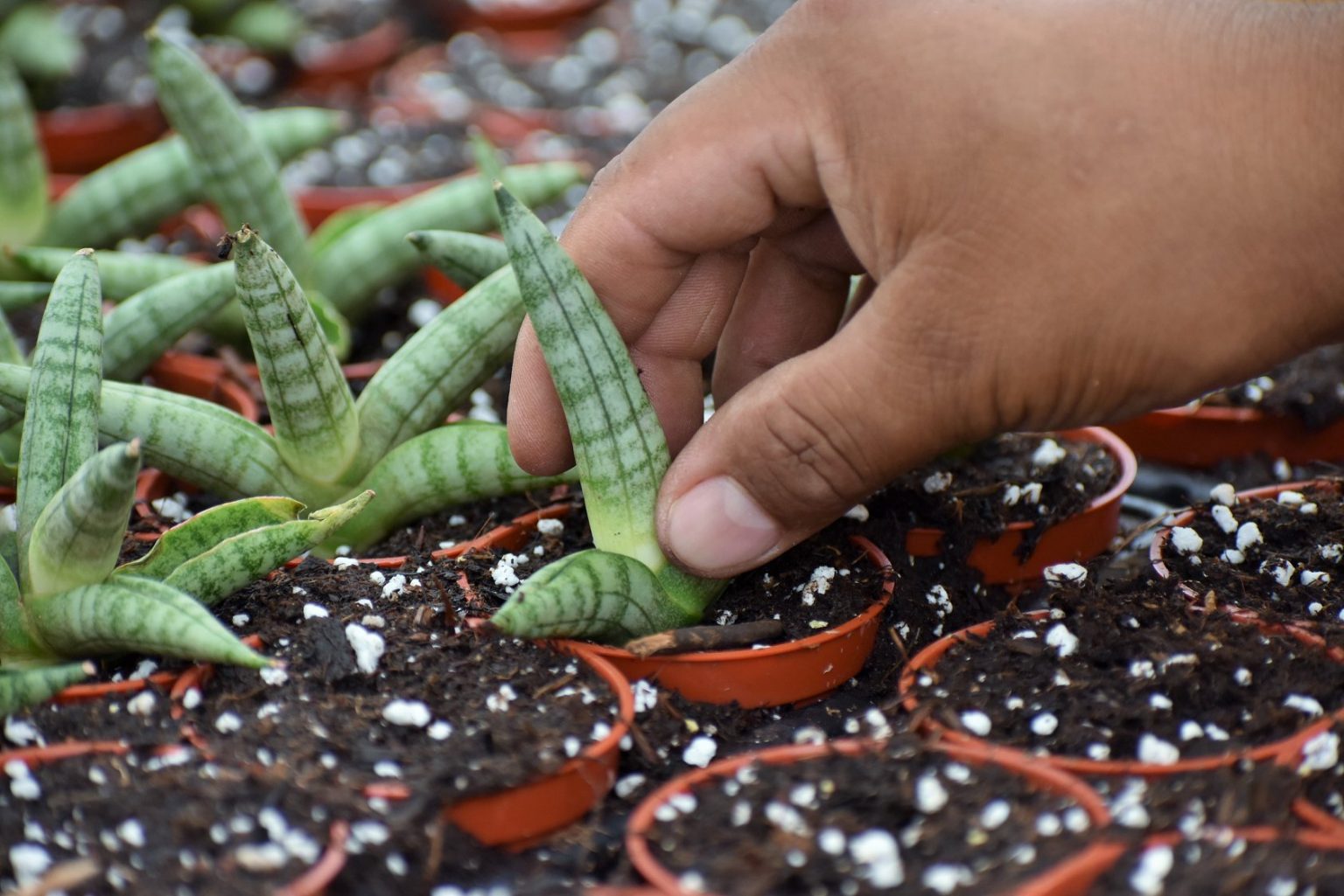 Colasanti’s Tropical Gardens - Tourism Windsor Essex Pelee Island