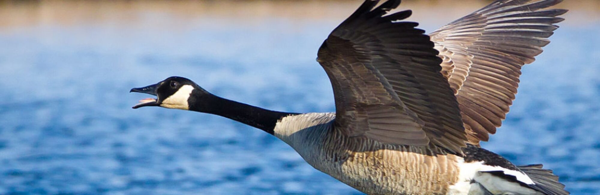 Events from Thursday, October 19 – Saturday, July 1 › Annual Festival ...