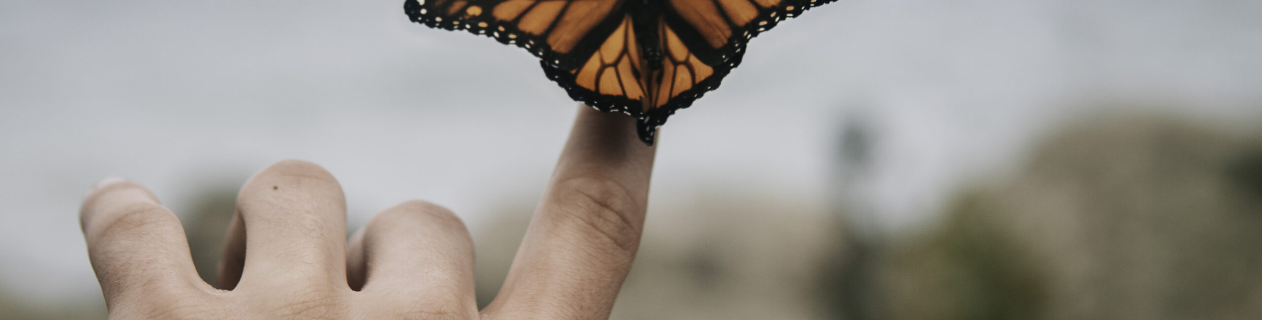 Butterfly Sanctuary Discovery Tour - Tourism Windsor Essex Pelee Island